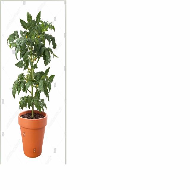 Plant Detection Object Detection Dataset And Pre Trained Model By School