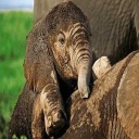 elephant detection Object Detection Dataset by smartfence