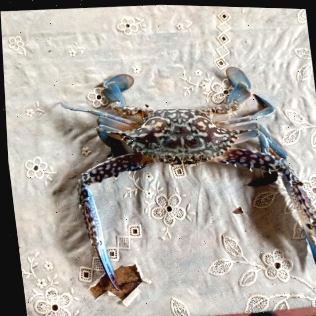 King Crab Object Detection Dataset By Schwap