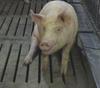 Pig Detection Project Object Detection Dataset and Pre-Trained Model by DongChu Zhao