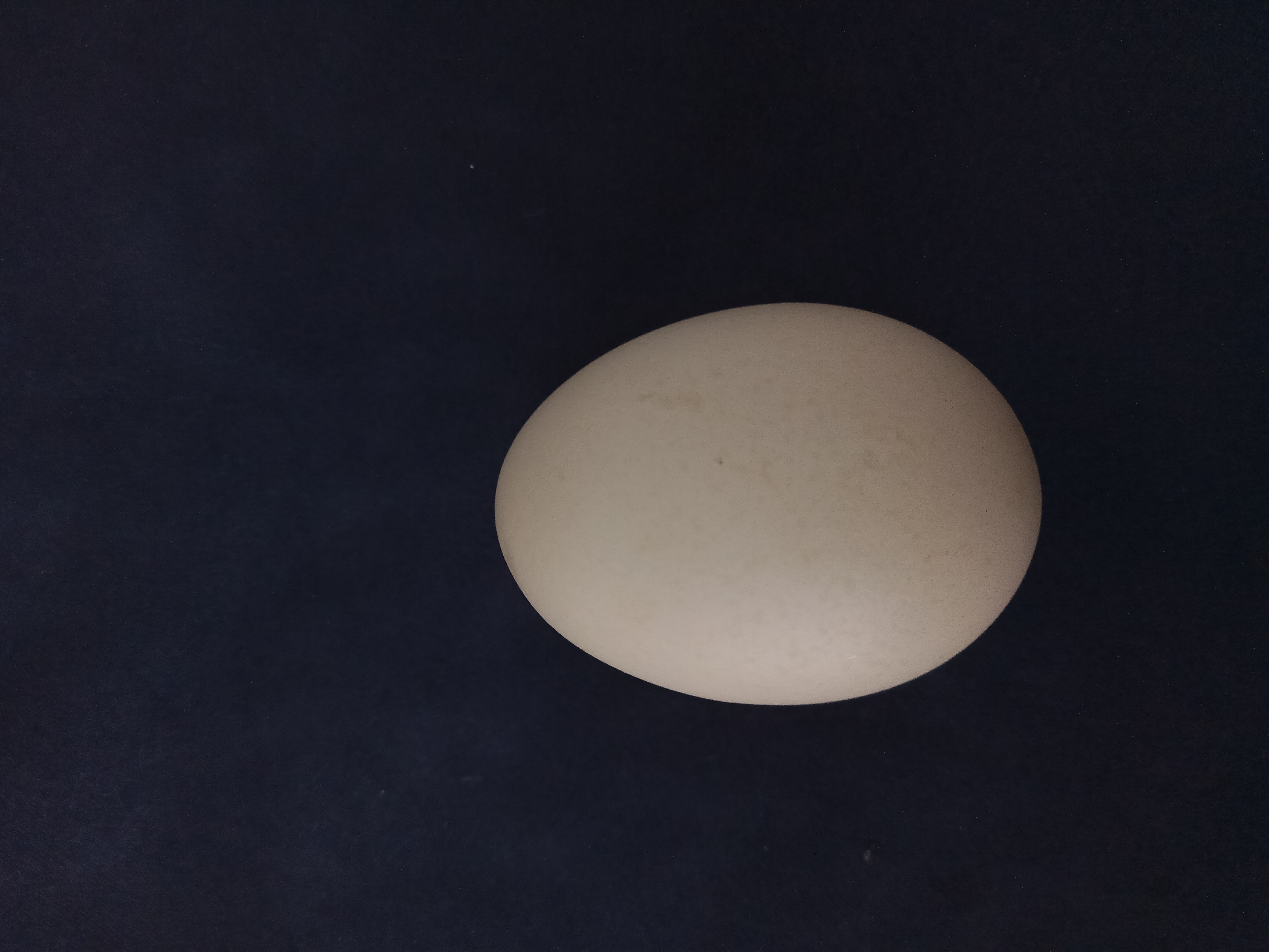 Egg Detection Object Detection Model by Deteksi Telur