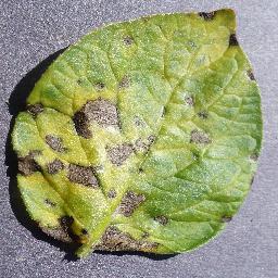 potato_check_remove Object Detection Dataset by mygradproj