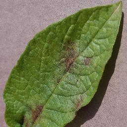 Potato late blight Object Detection Dataset by mygradproj