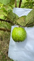 classification of guava - Roboflow Universe