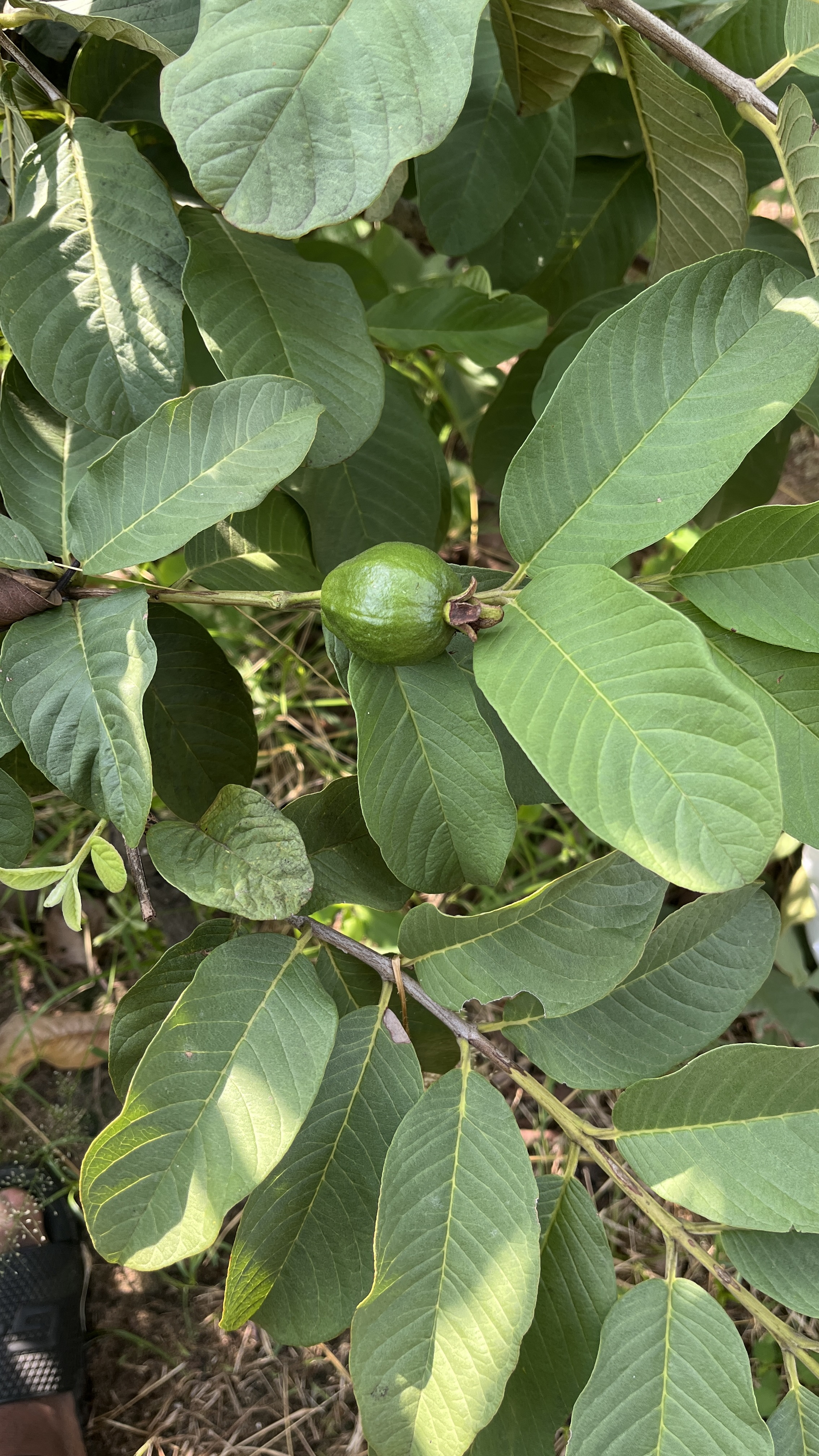 1 Classification Model by classification of guava
