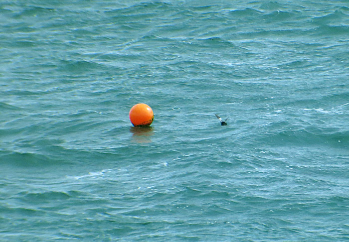 SwimMan Object Detection Model by ErShin High School