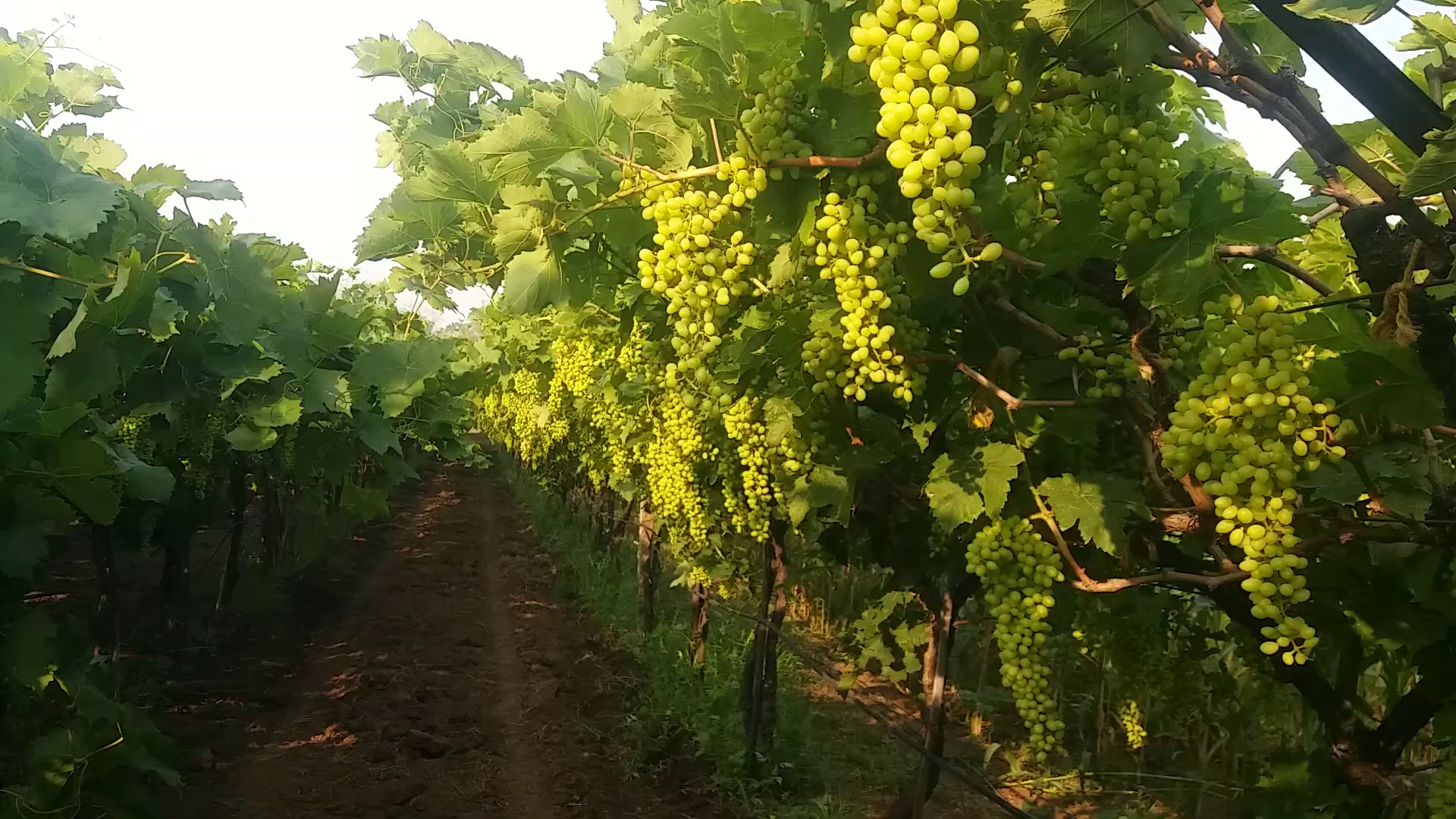 Grape_bunch_detector_counter Object Detection Dataset by luigi uccello