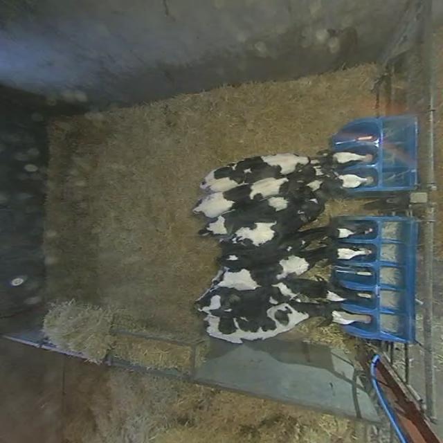 8 cows Instance Segmentation Model by Uni