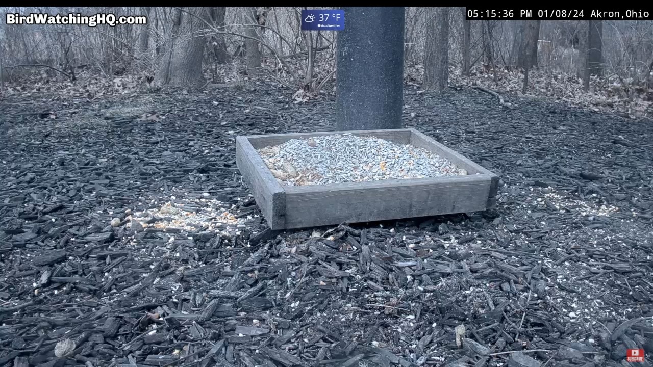 Northern Cardinal detection Object Detection Dataset and Pre-Trained Model by CS173 Module 1 ...