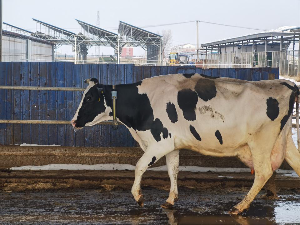 Cow-detect-2 Object Detection Dataset by cowmeasure