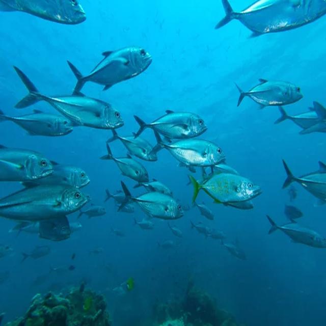 poisson-detection Object Detection Dataset and Pre-Trained Model by med amin kh