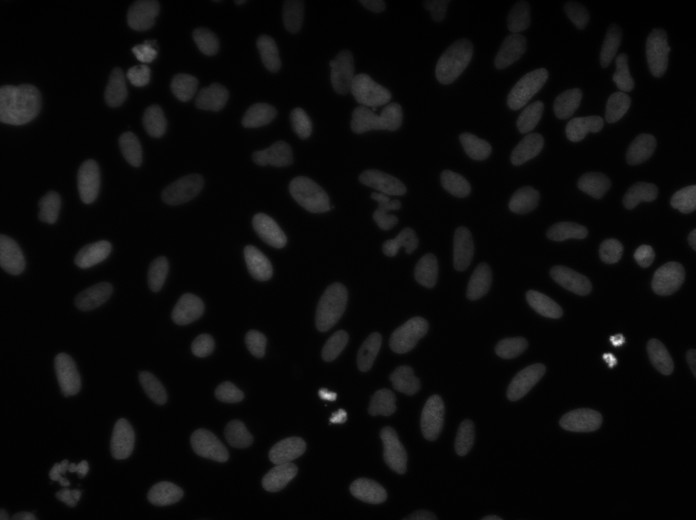 cell count Instance Segmentation Dataset and Pre-Trained Model by Machine learning