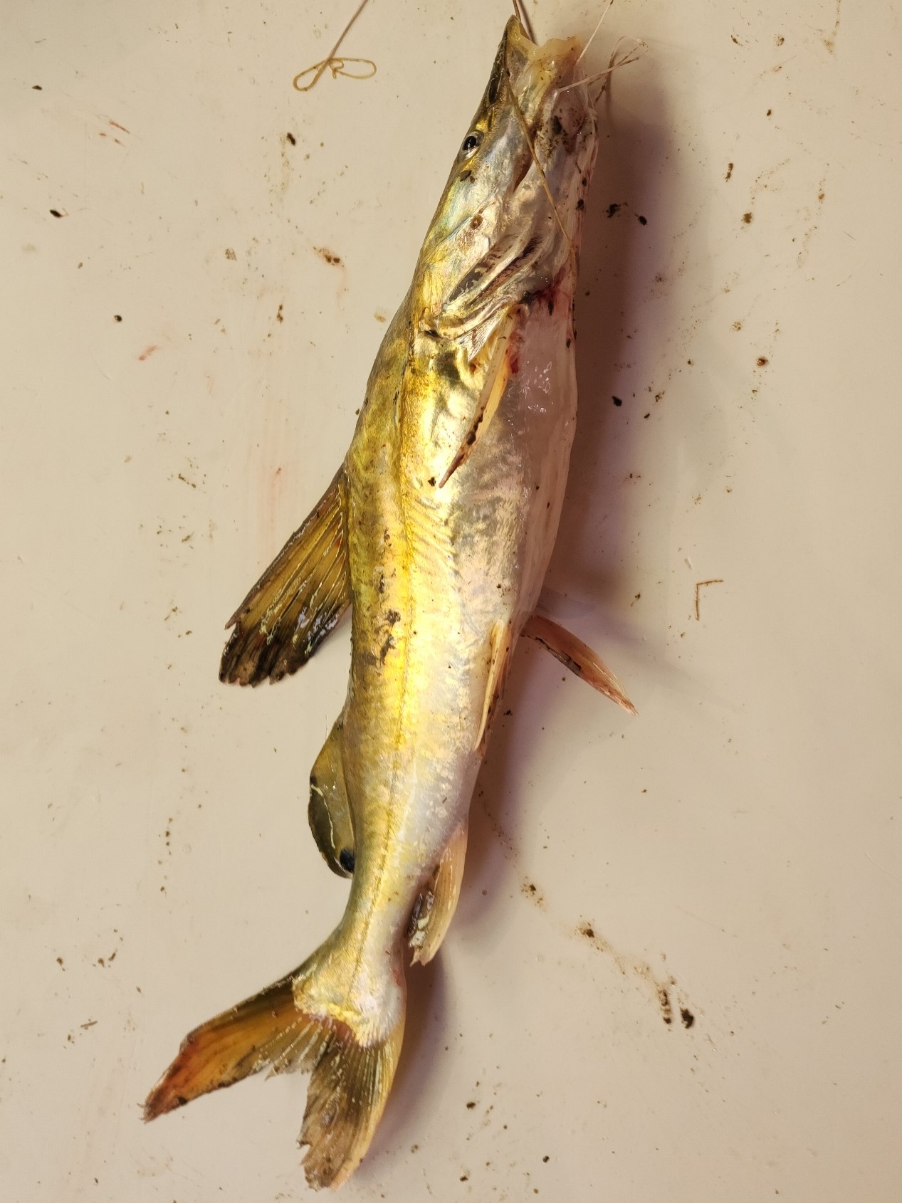 Fish Object Detection Model by cselabfu