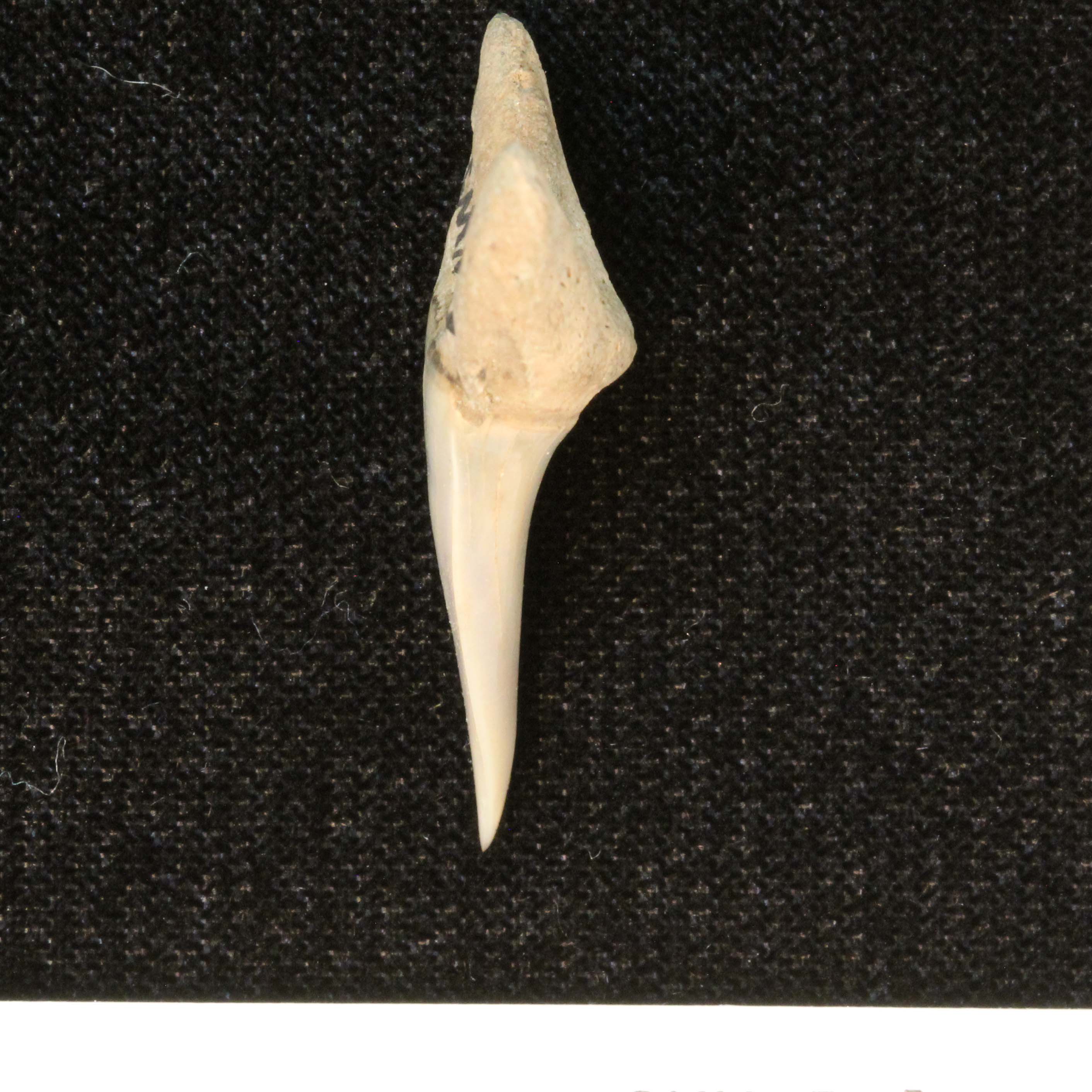 Shark Teeth detection Object Detection Model by Owen Hennessey