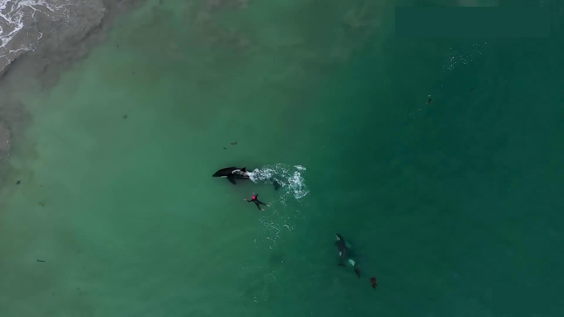 Custom Workflow Object Detection Object Detection Model by Object ...