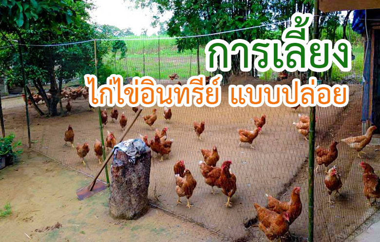 chickens Object Detection Dataset and Pre-Trained Model by rachata