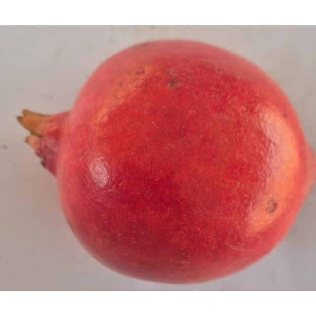 Jivani Mandi Pomegranate Object Detection Dataset by megha