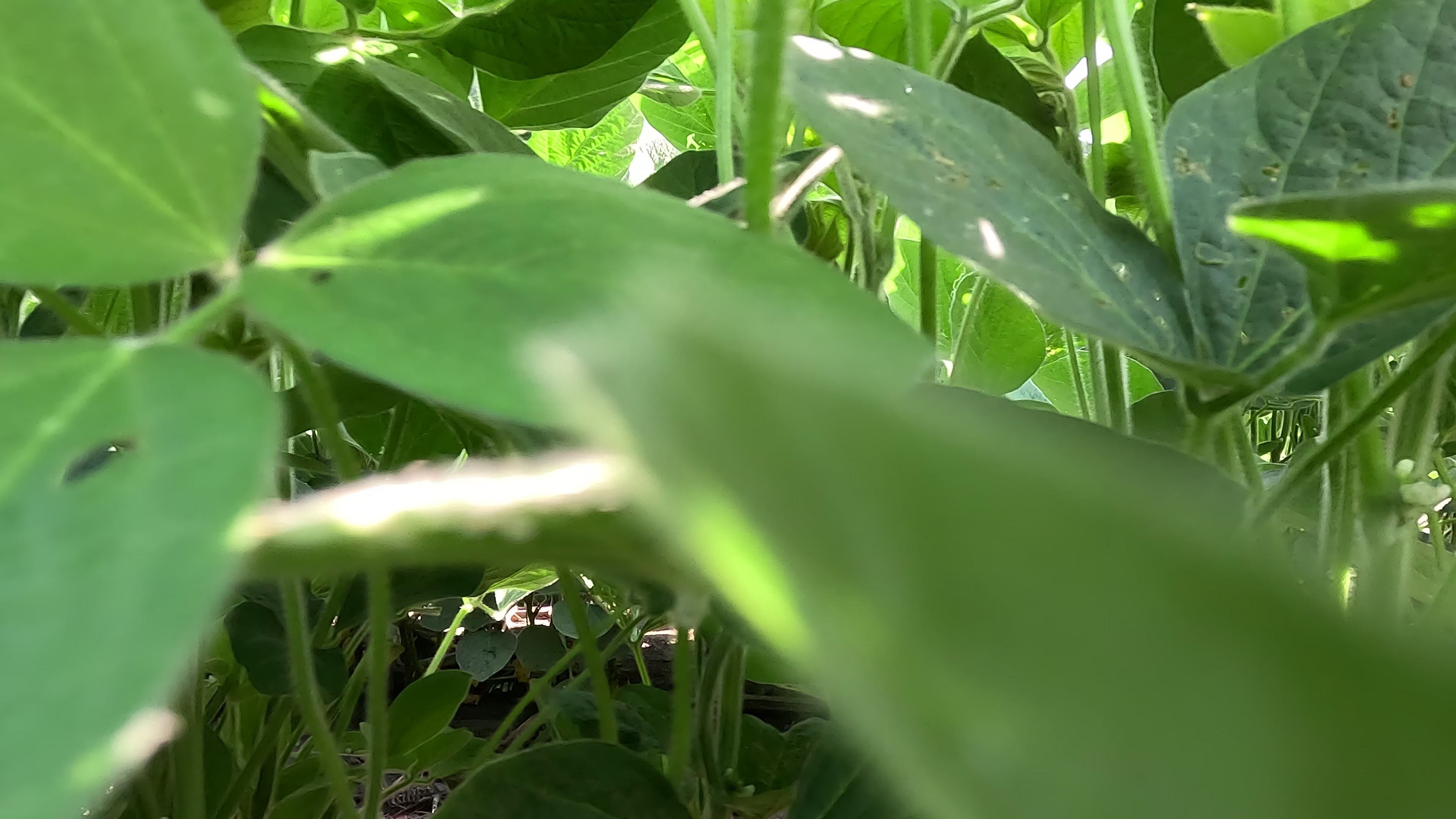 soy_yolo Object Detection Dataset and Pre-Trained Model by Kansas State University