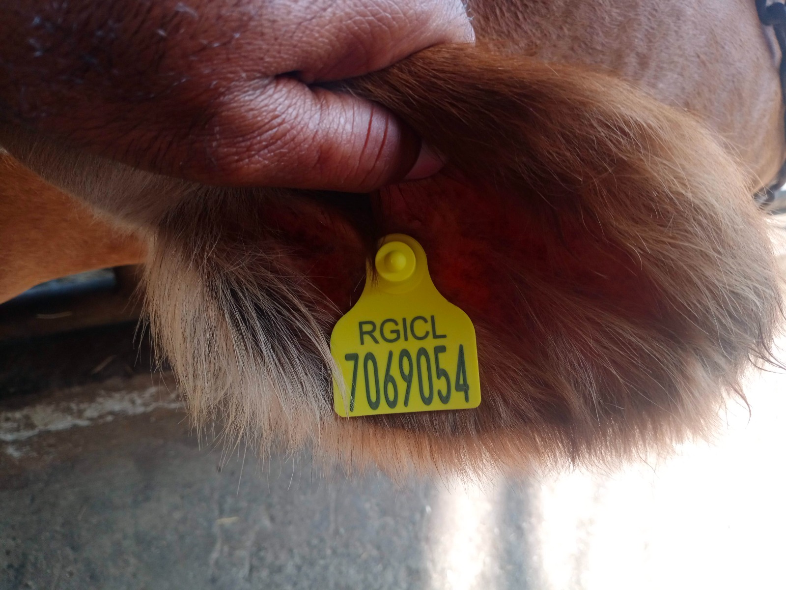 Buffalo Cow Object Detection Dataset By Cattle