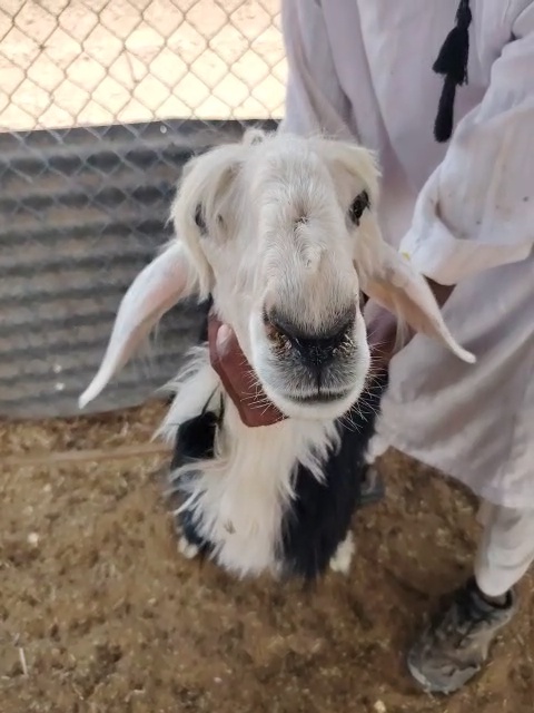 goat/sheep Object Detection Dataset by cattle