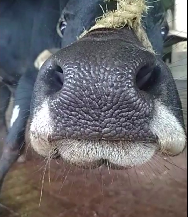 Cattle Object Detection Dataset By Cattle