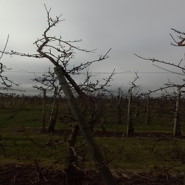 Tree Detection Object Detection Dataset And Pre Trained Model By Grundprojekt