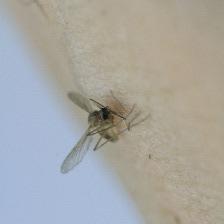 mosquito Object Detection Model by researchmosquito