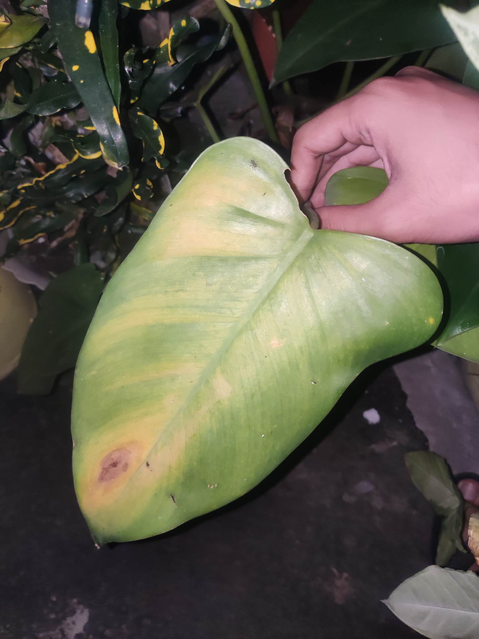 Leaf Disease Detection Object Detection Dataset By School