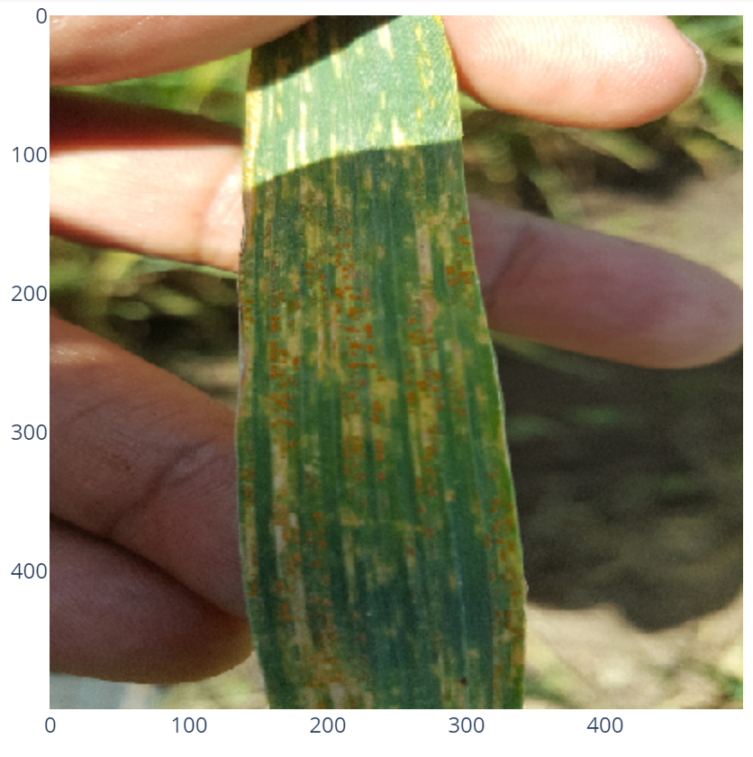 How to Use the Disease Identification Object Detection API