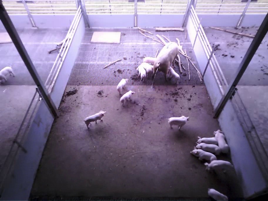 RGB pen 12 (pig) Instance Segmentation Dataset by pig toilet