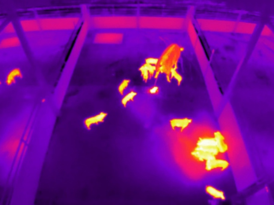 pen12 thermal Instance Segmentation Dataset and Pre-Trained Model by pig toilet