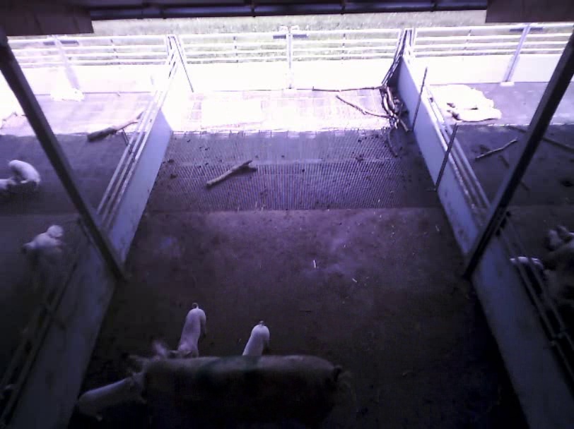 pig toilet - Roboflow Universe