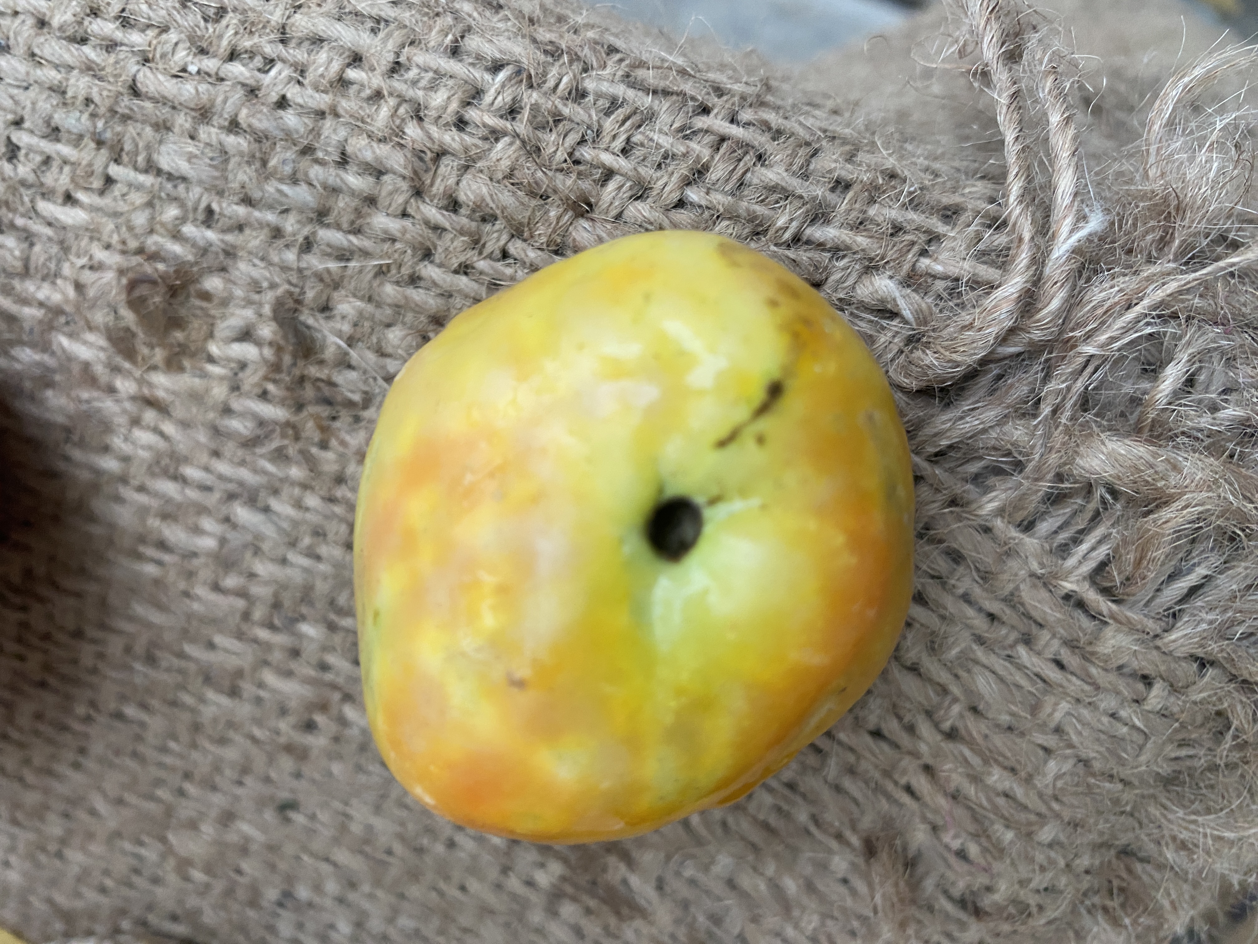 Bacteria Object Detection Model by tomato disease