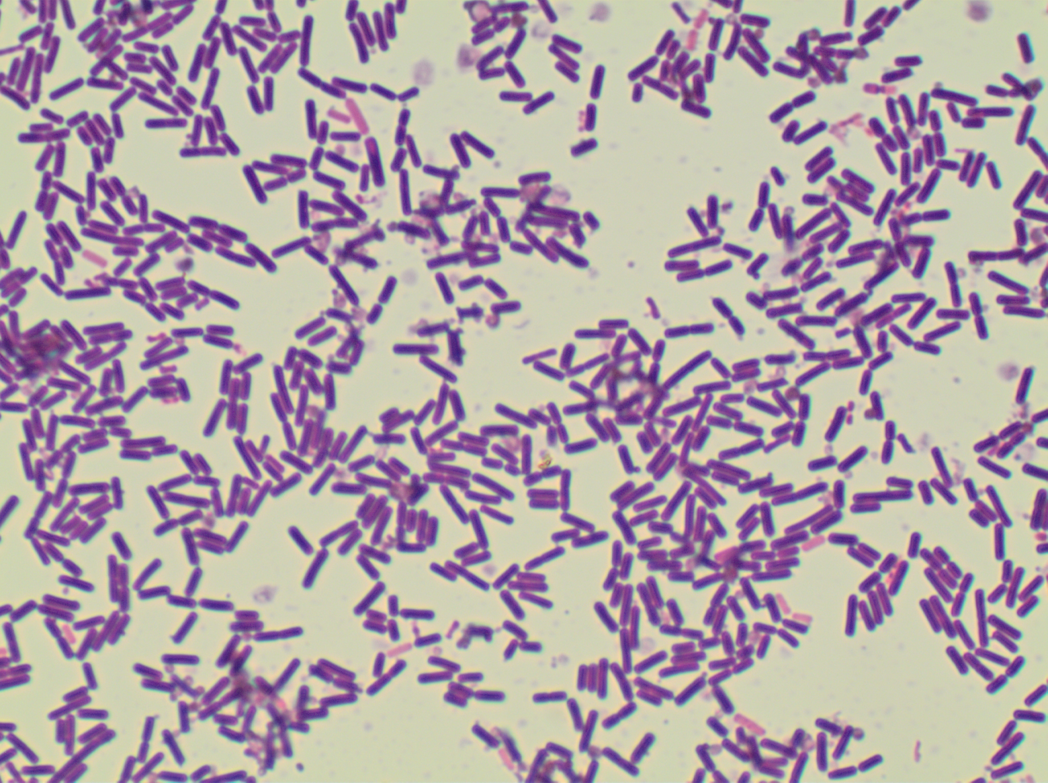 Bacteria Classification Object Detection Dataset and Pre-Trained Model by TA