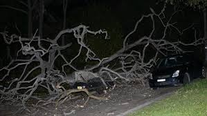 fallen_tree Object Detection Dataset by aa