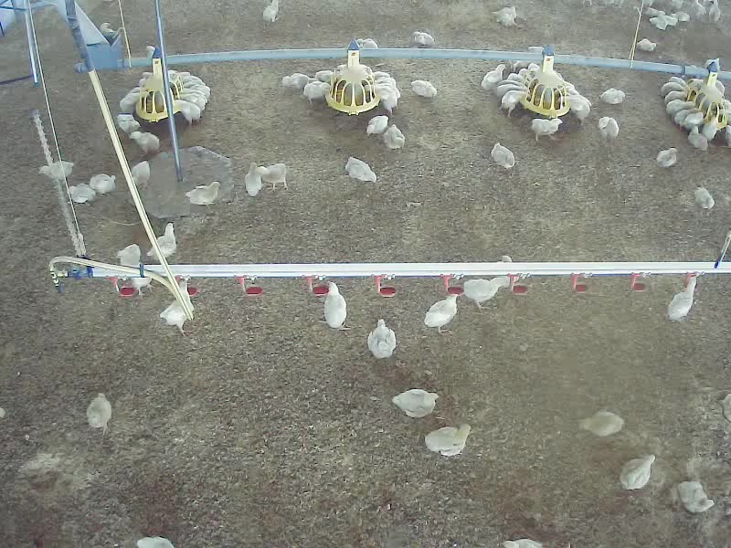 chicken-detection Object Detection Dataset by GLB Nvidia Workspace Team3