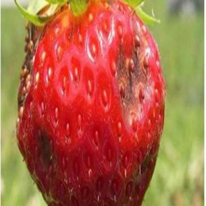 mango detection Object Detection Dataset by new-workspace-tccht