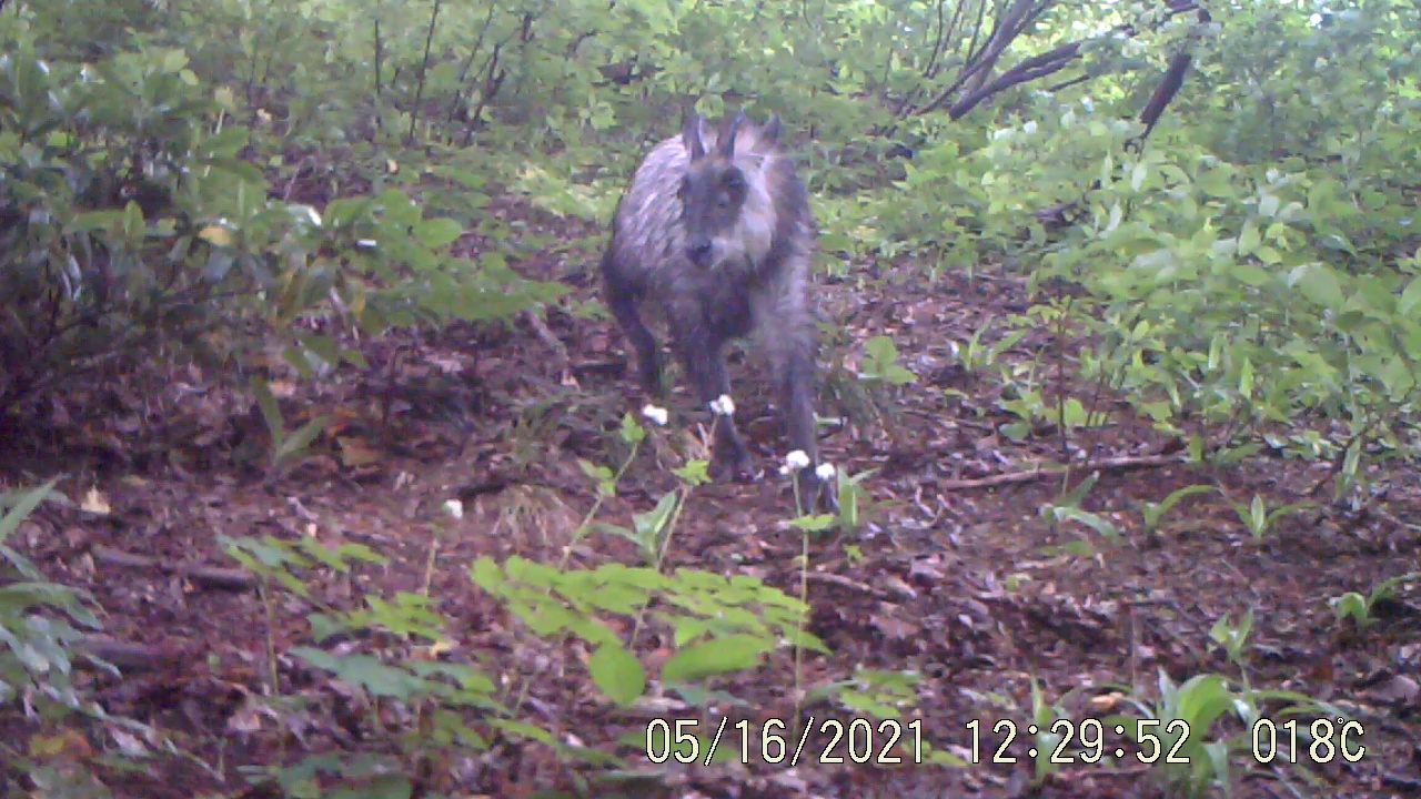Animal frames Object Detection Dataset by school