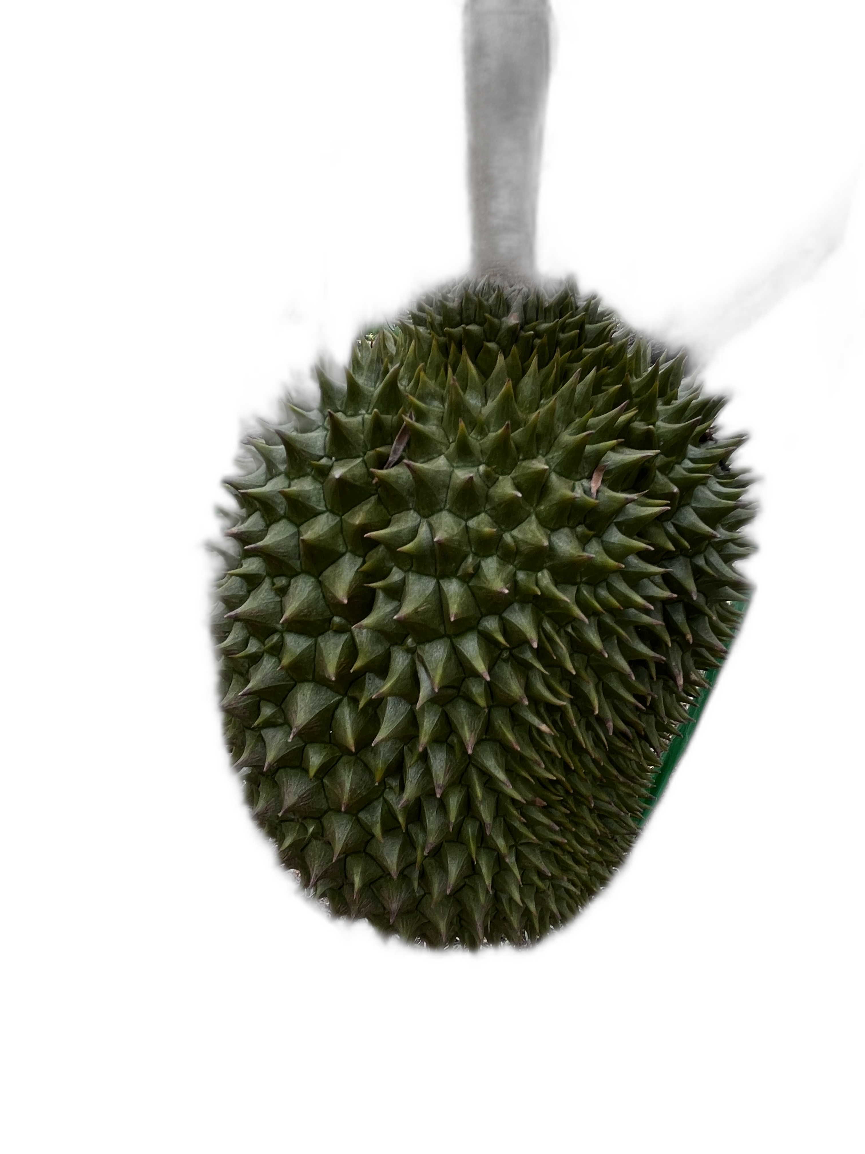 Durian train and test Object Detection Model by Sophida Chaipanya