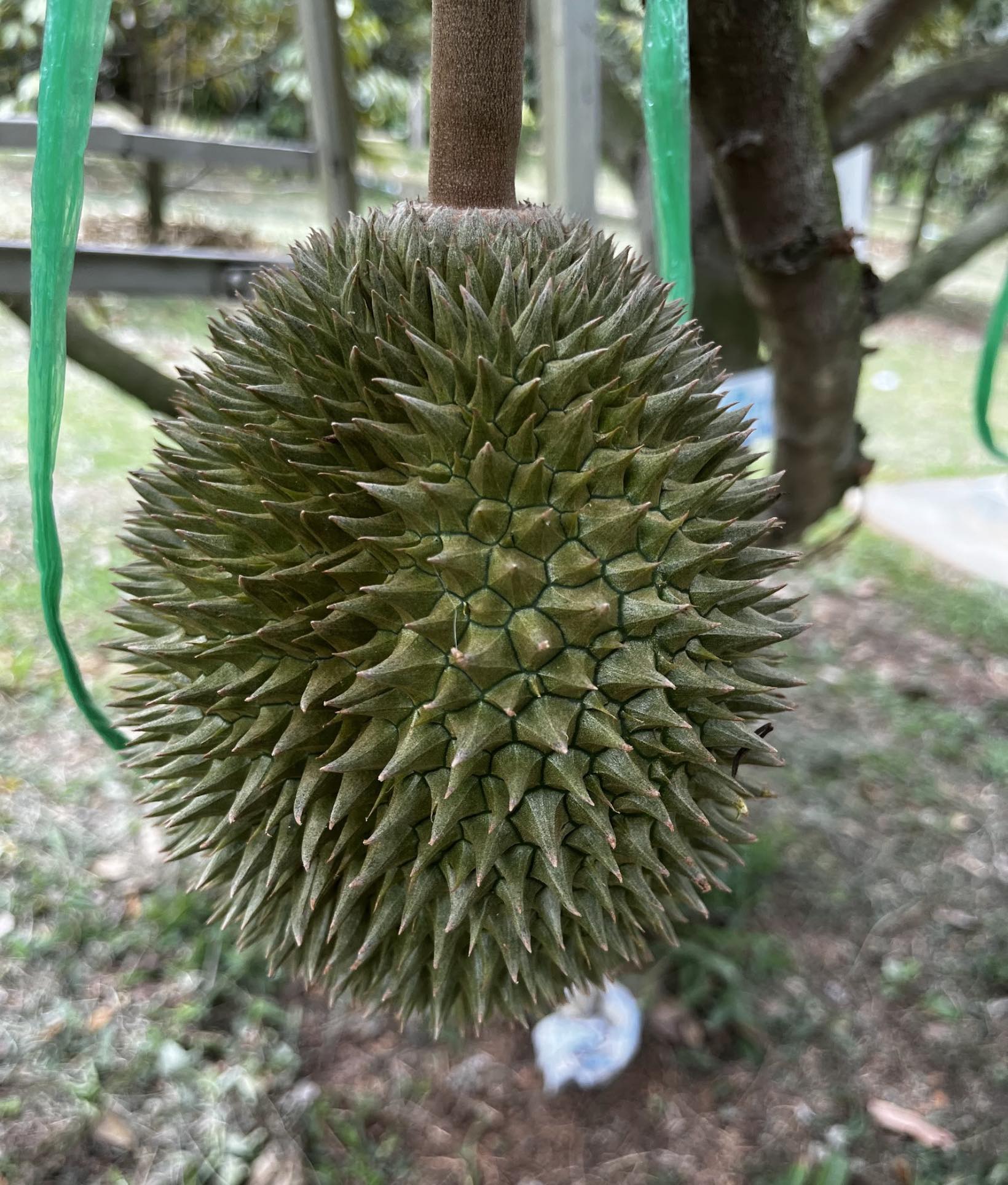 Durian Object Detection Dataset by Sophida Chaipanya
