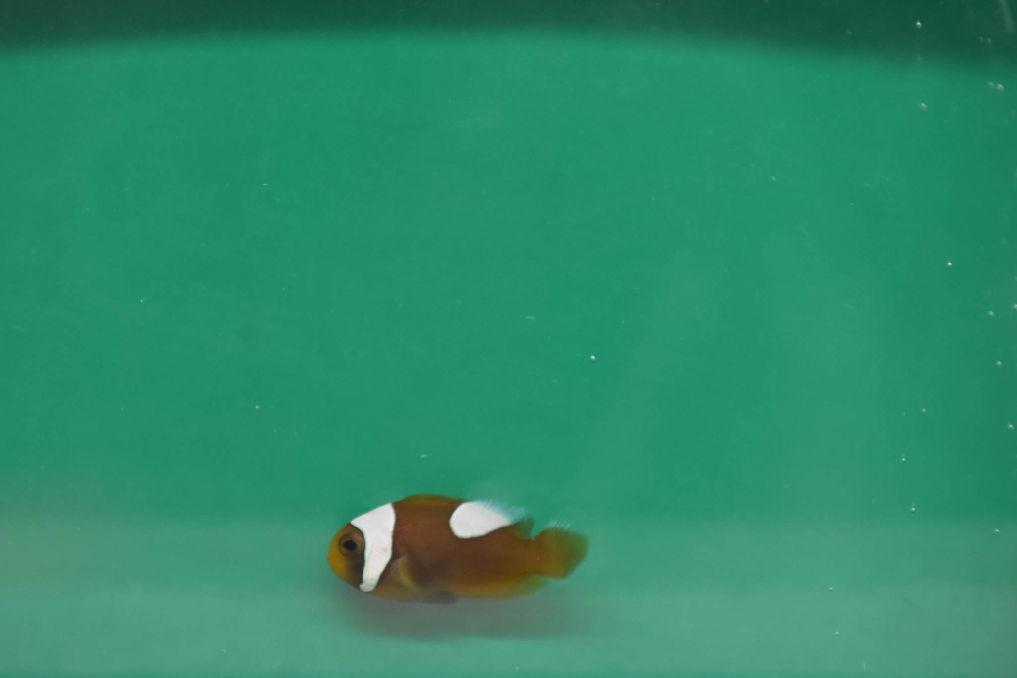 week4_fish Object Detection Model by butsayamas