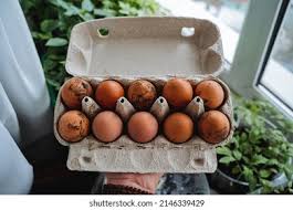 Egg Quality Gading Object Detection Model by Egg Quality Grading