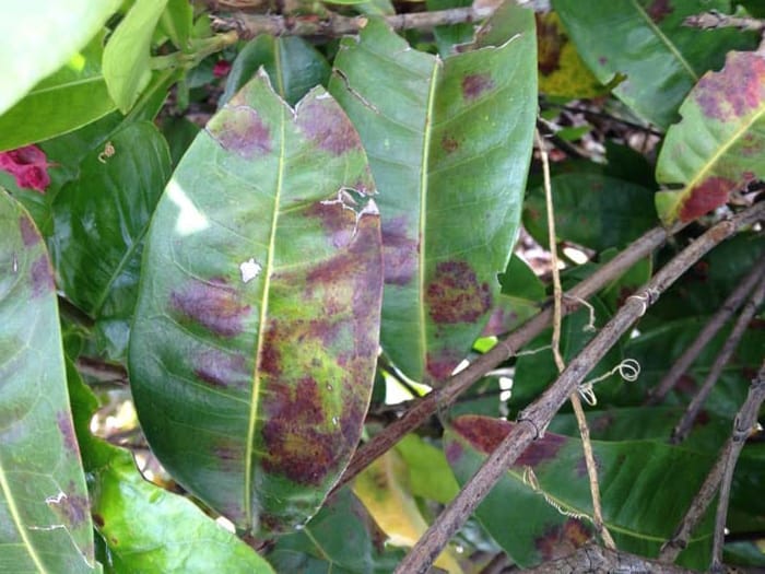 Plant Detect Polygon Instance Segmentation Dataset And Pre Trained Model By Shuvankar