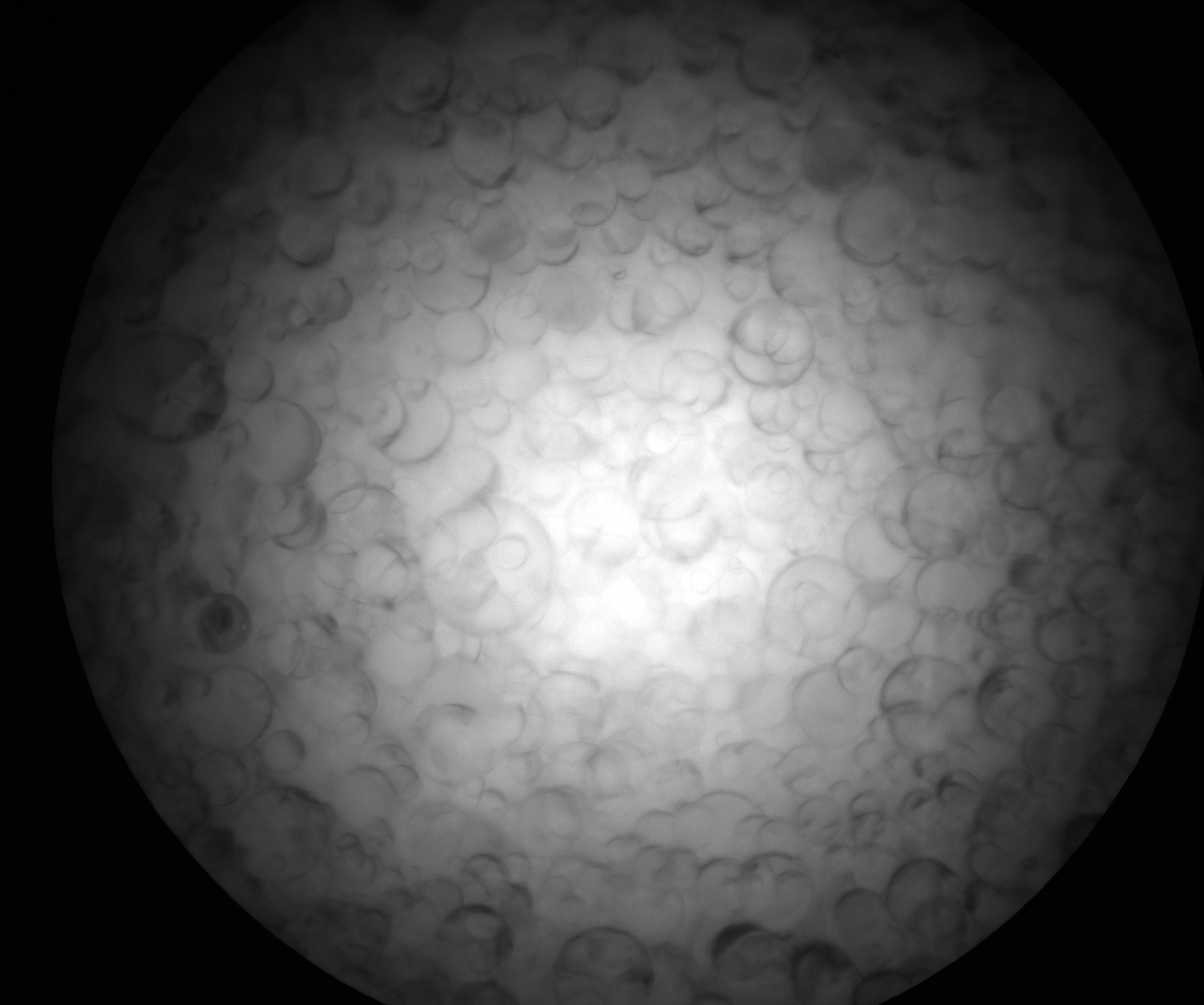 Droplet diameter Object Detection Model by Droplet Annotation