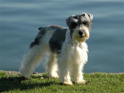 Ivan (ivan-hgfga) - Roboflow Universe