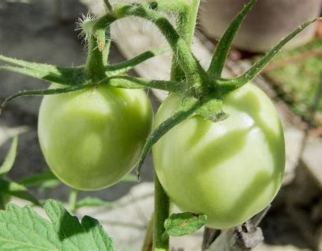 tomato Object Detection Dataset and Pre-Trained Model by 5238