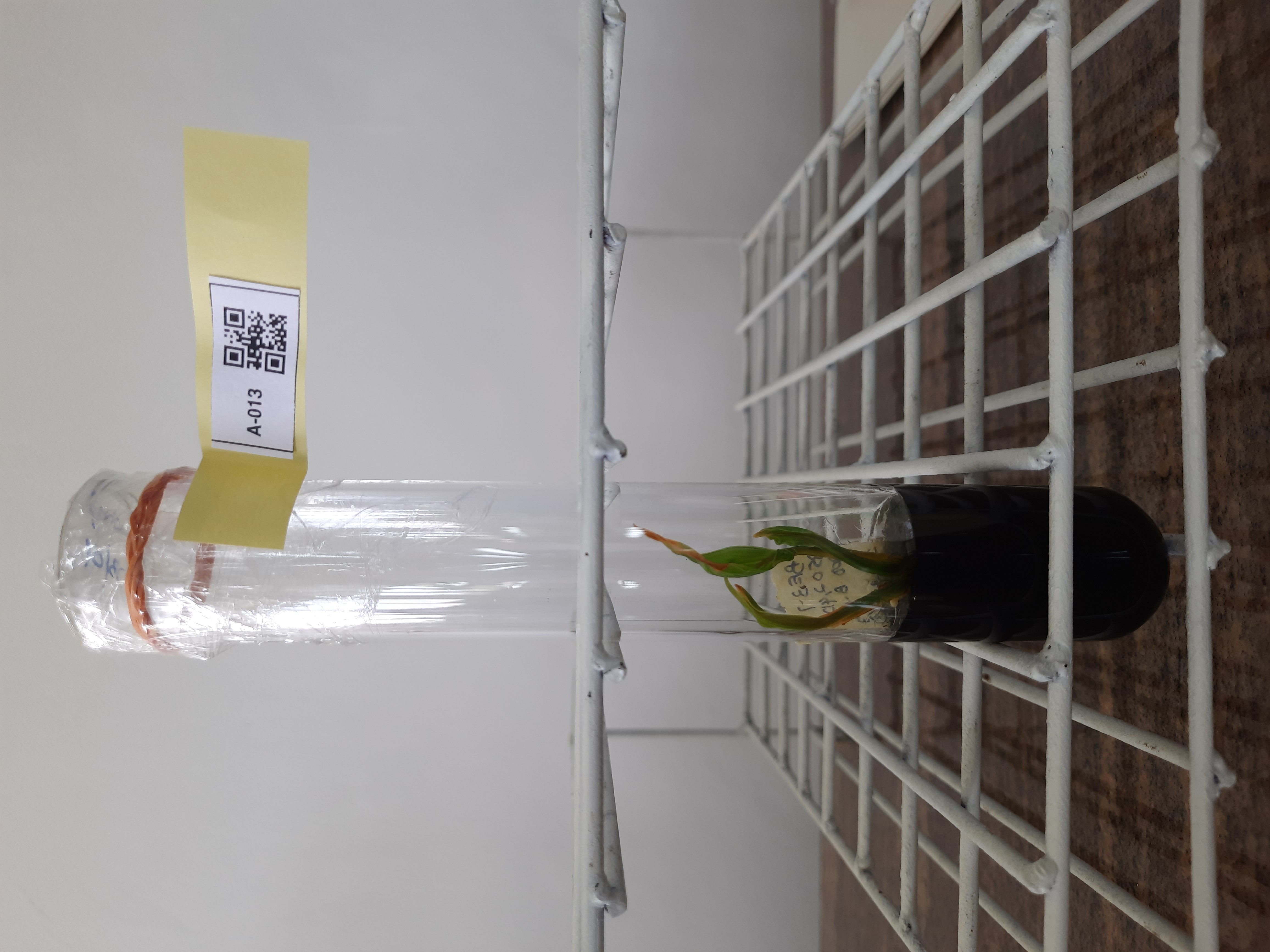 Detect Flask Model Object Detection Model by tissuecultureproject