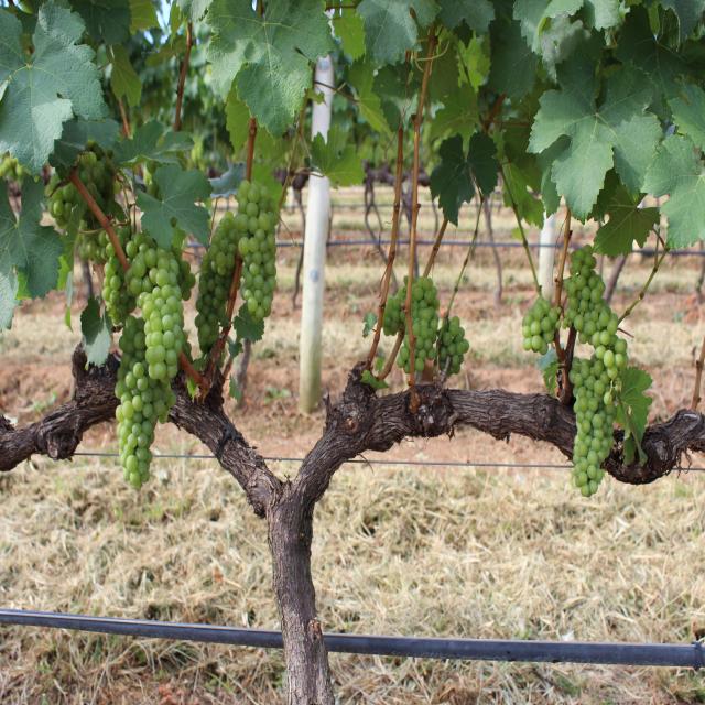 Grapes_detection Object Detection Dataset and Pre-Trained Model by GraduationProject