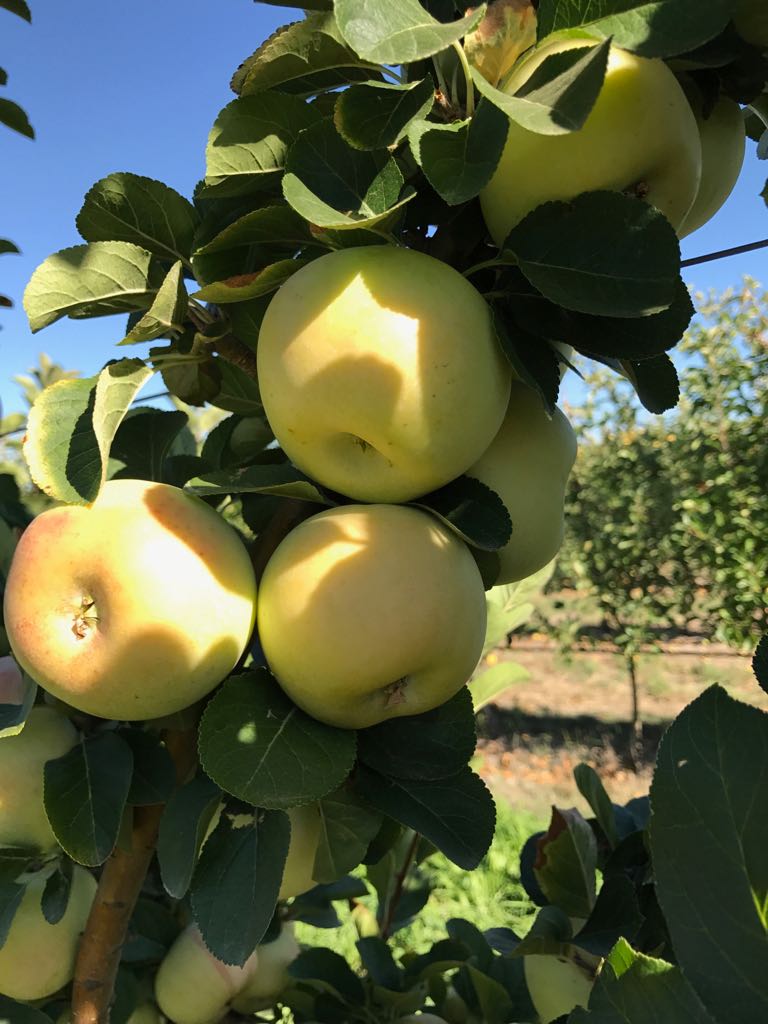 Manzana_Verde Object Detection Dataset by Curso Yolo