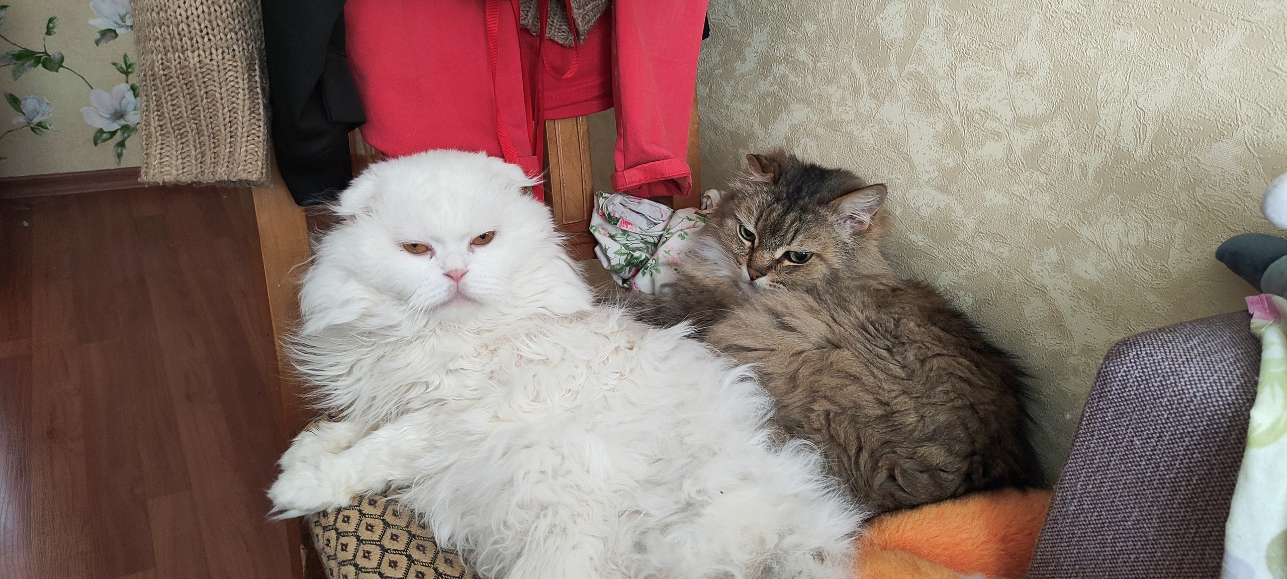 Detection of stray animals Object Detection Model (v4, 2023-06-06 2 ...